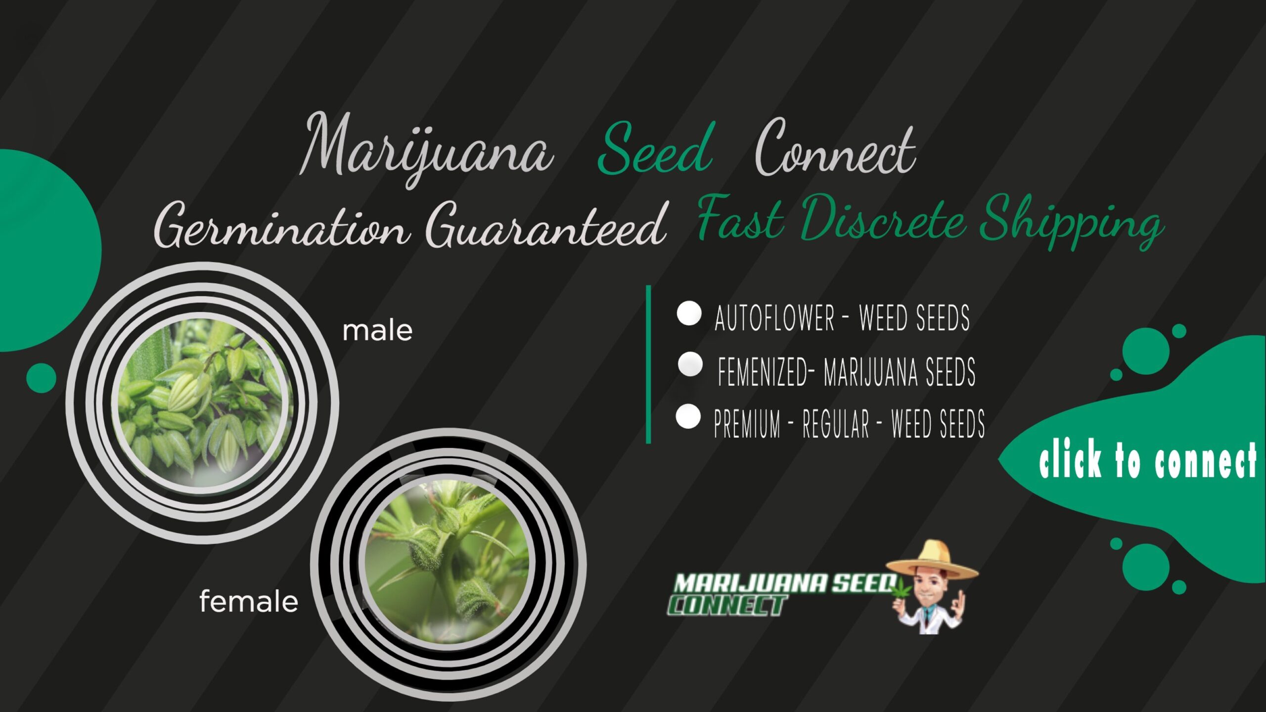 Cannabis Pre Flowering Stage – Weed Seeds Here