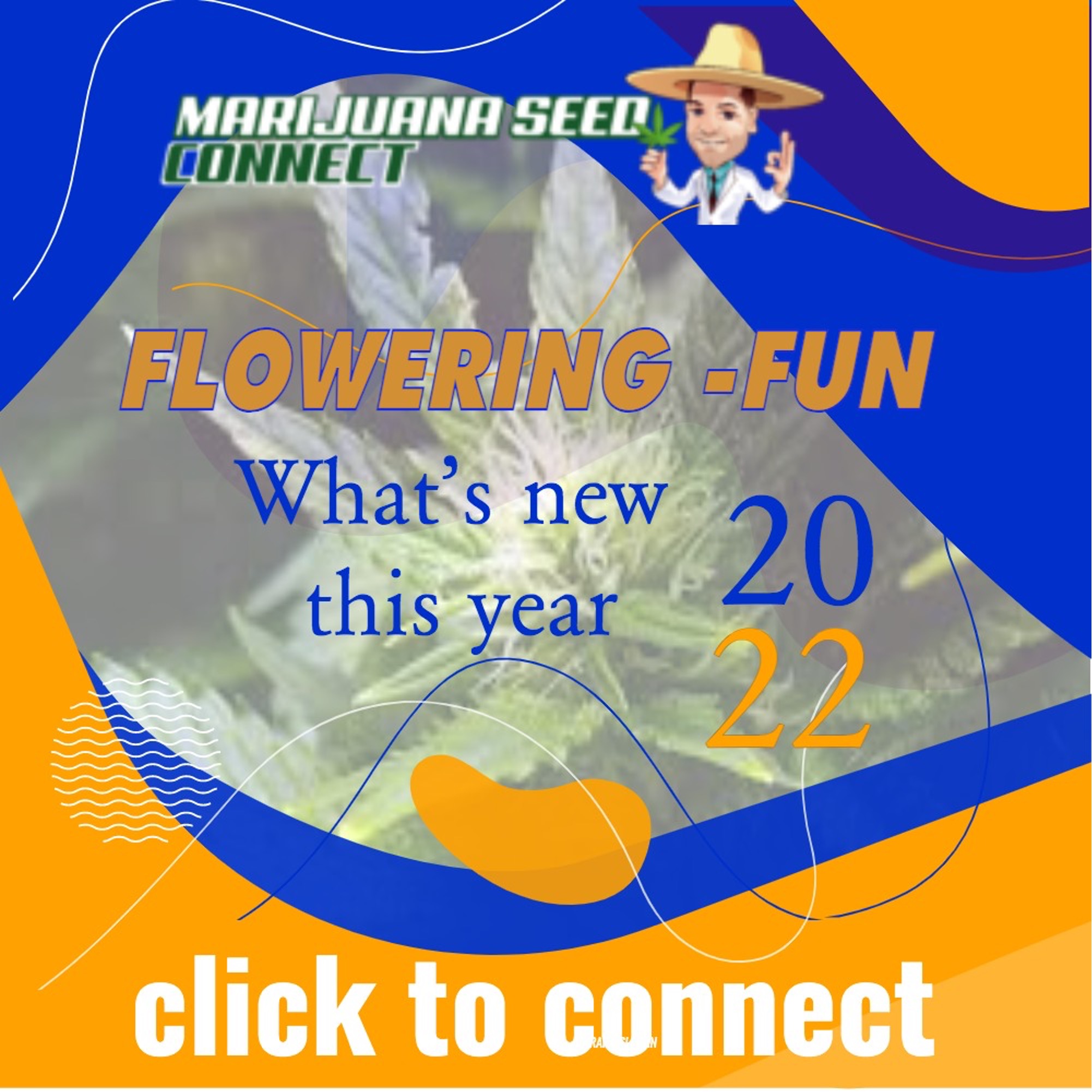 Cannabis Pre Flowering Stage – Weed Seeds Here